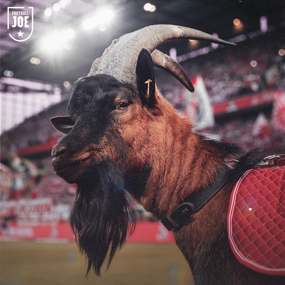 Hennes the Goat: A Legendary Symbol of Cologne Football for Over 70 Years